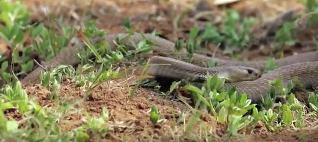 The Social Street India creates The Snake Guard to help reduce snake ...