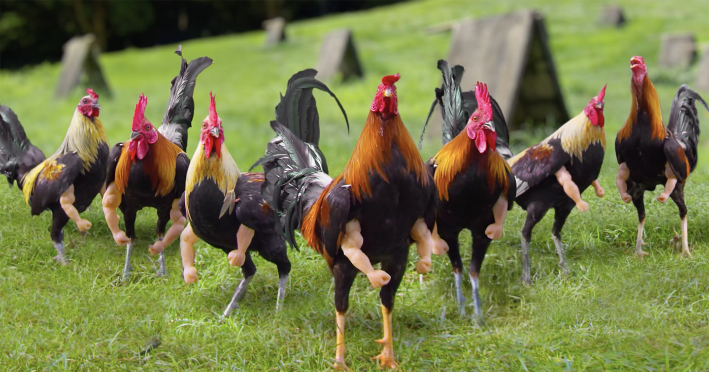One ‘Buff Chicken’ inspires the whole flock to try LAKING V-22 via new ...